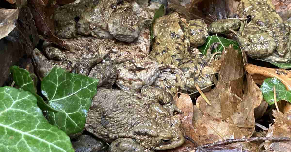 Amphibian rescue operation | Château du Haut-Koenigsbourg